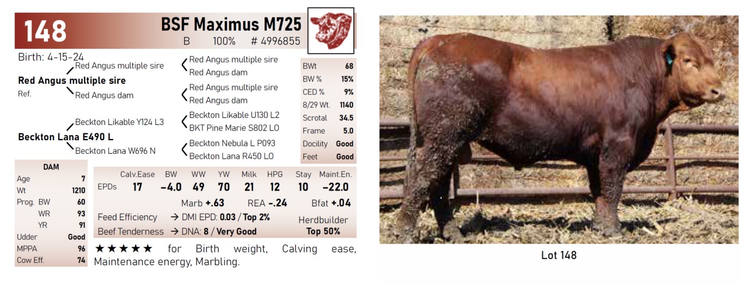 Lot 148 - BSF Maximus M725: Beckton Red Angus - Online Sale | Beckton ...