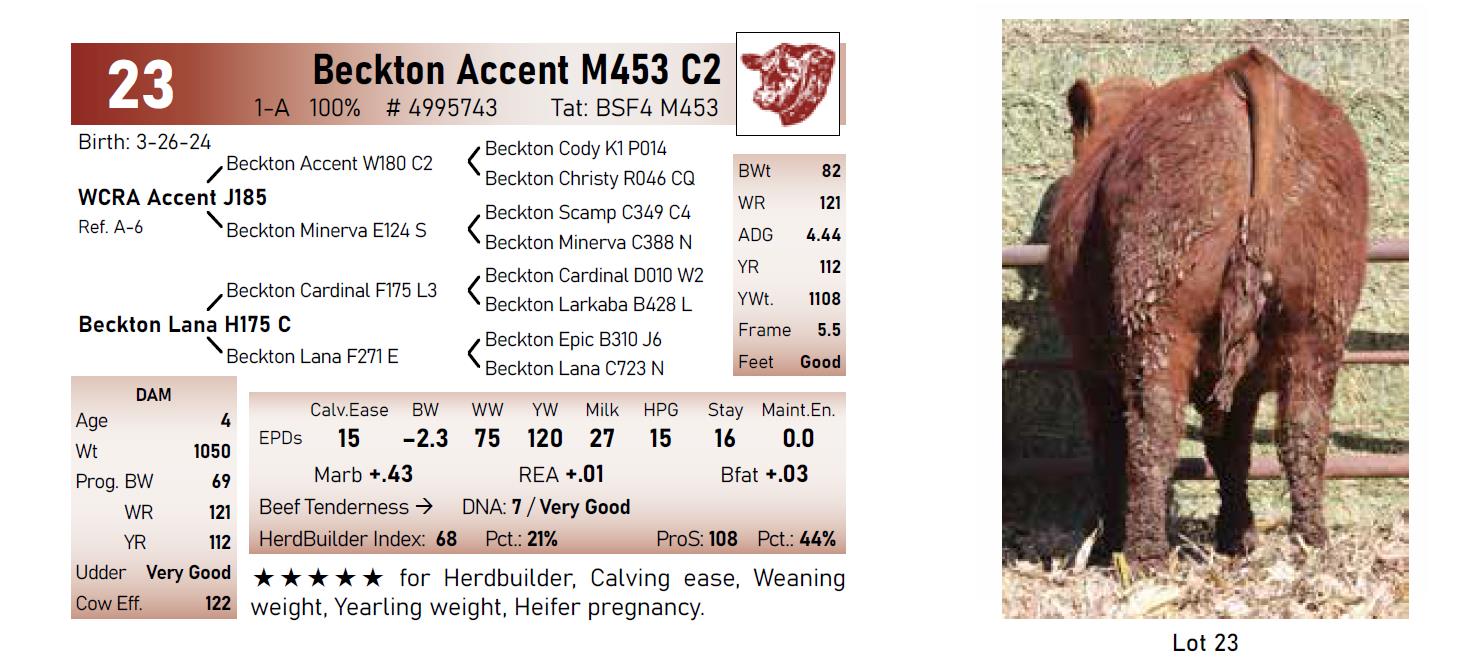 Lot 23: Beckton Red Angus - 80th Production Anniversary Sale | DVAuction