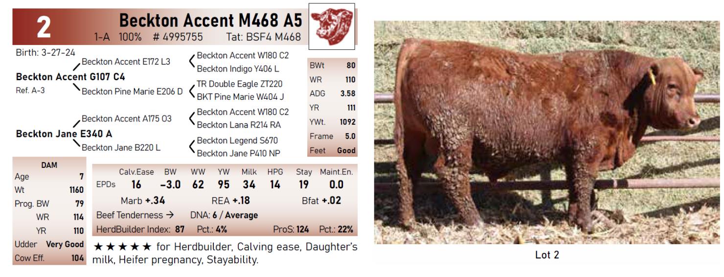 Lot 2: Beckton Red Angus - 80th Production Anniversary Sale | DVAuction