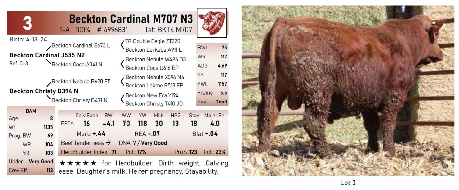 Lot 3: Beckton Red Angus - 80th Production Anniversary Sale | Beckton ...