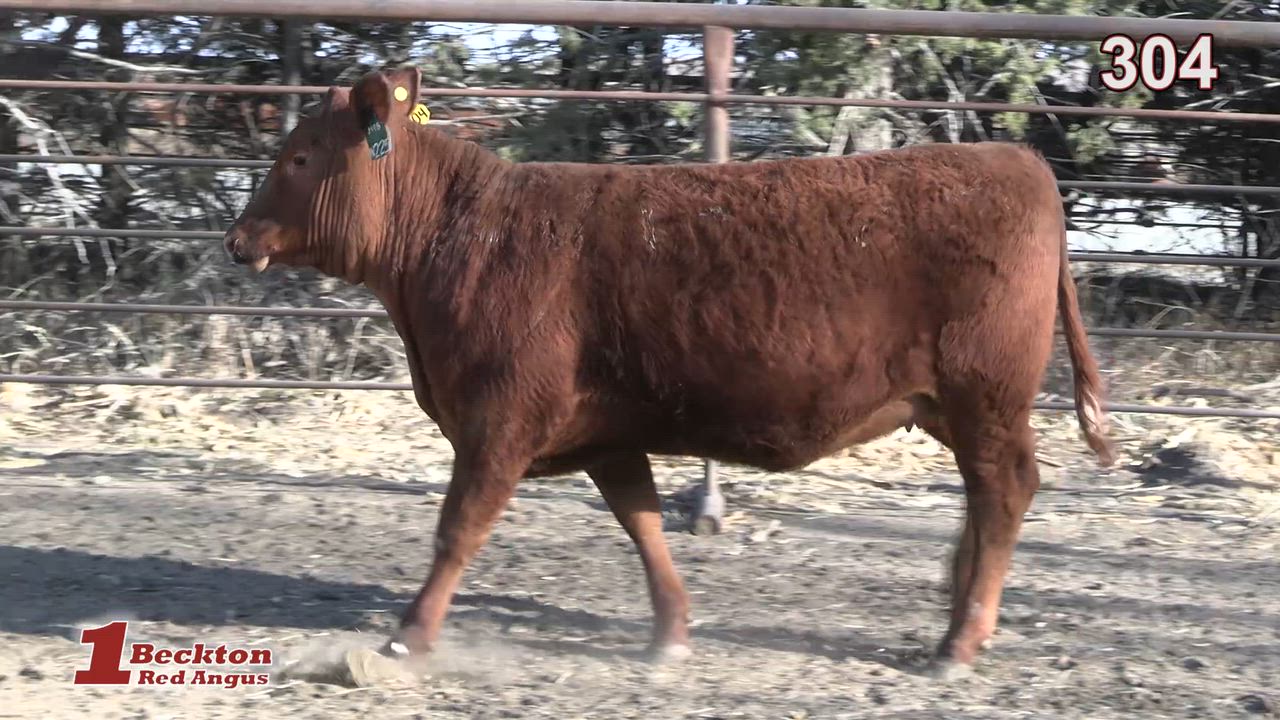 Lot 304: Beckton Red Angus - Annual Bull Sale | DVAuction