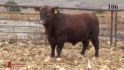 Lot 106 - Beckton Dominor L755 A9: Beckton Red Angus - Online Sale ...