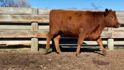 Lot CC-7 - Commercial Heifer Calf: Beckton Red Angus - Online Sale ...