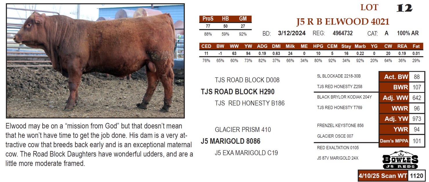 Lot 12 - J5 R B ELWOOD 4021: Bowles J5 Reds - Annual Sale | Bowles J5 Reds