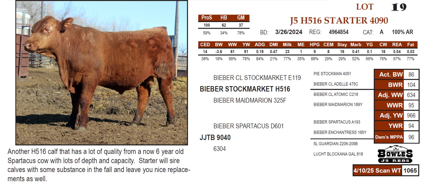 Lot 19 - J5 H516 STARTER 4090: Bowles J5 Reds - Annual Sale | Bowles J5 ...