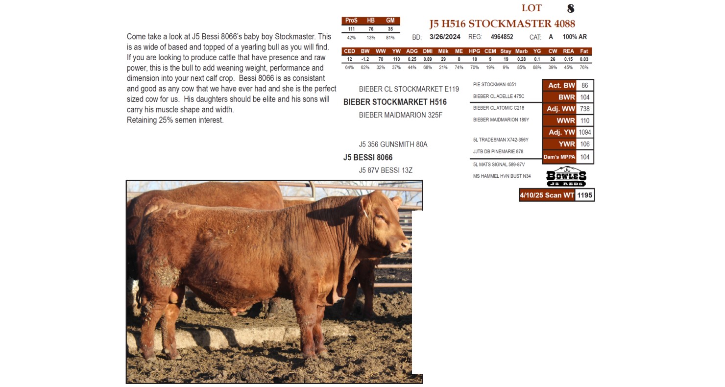Lot 8 - J5 H516 STOCKMASTER 4088: Bowles J5 Reds - Annual Sale | Bowles ...