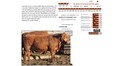 Lot 8 - J5 H516 STOCKMASTER 4088: Bowles J5 Reds - Annual Sale | Bowles ...