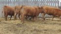 Lot 39 - J5 Reds 2nd pen of 5 Heifers: Bowles J5 Reds - Annual Sale ...