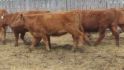 Lot 42 - J5 Reds 5th pen of 5 Heifers: Bowles J5 Reds - Annual Sale ...
