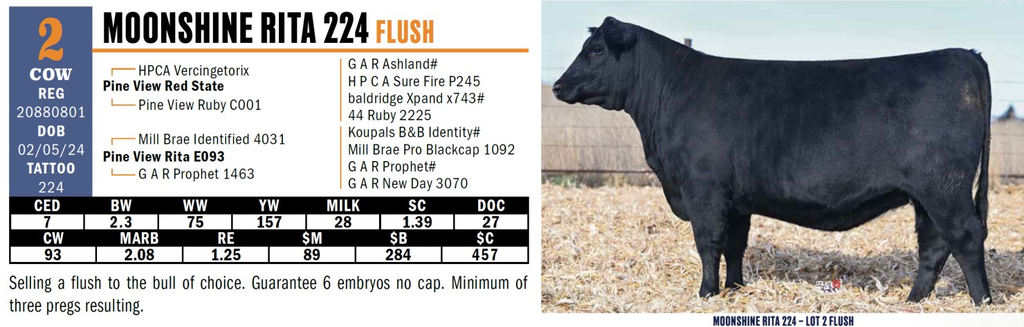 Lot 2: Moon Shine Angus - Annual Production Sale | DVAuction