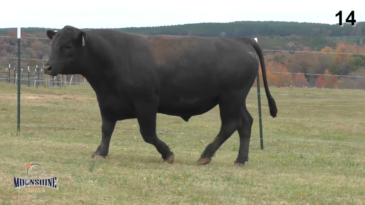 Lot 14: Moon Shine Angus - Annual Production Sale | DVAuction