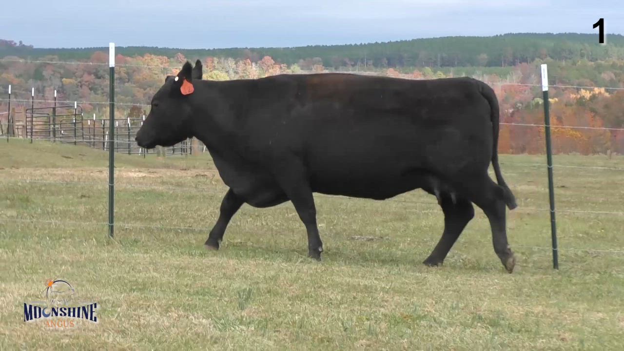 Lot 1: Moon Shine Angus - Annual Production Sale | DVAuction