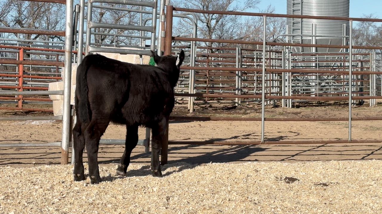 Lot 2a: Moon Shine Angus - Annual Production Sale | DVAuction
