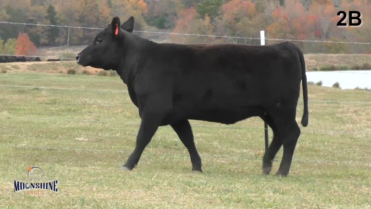 Lot 2b: Moon Shine Angus - Annual Production Sale | DVAuction