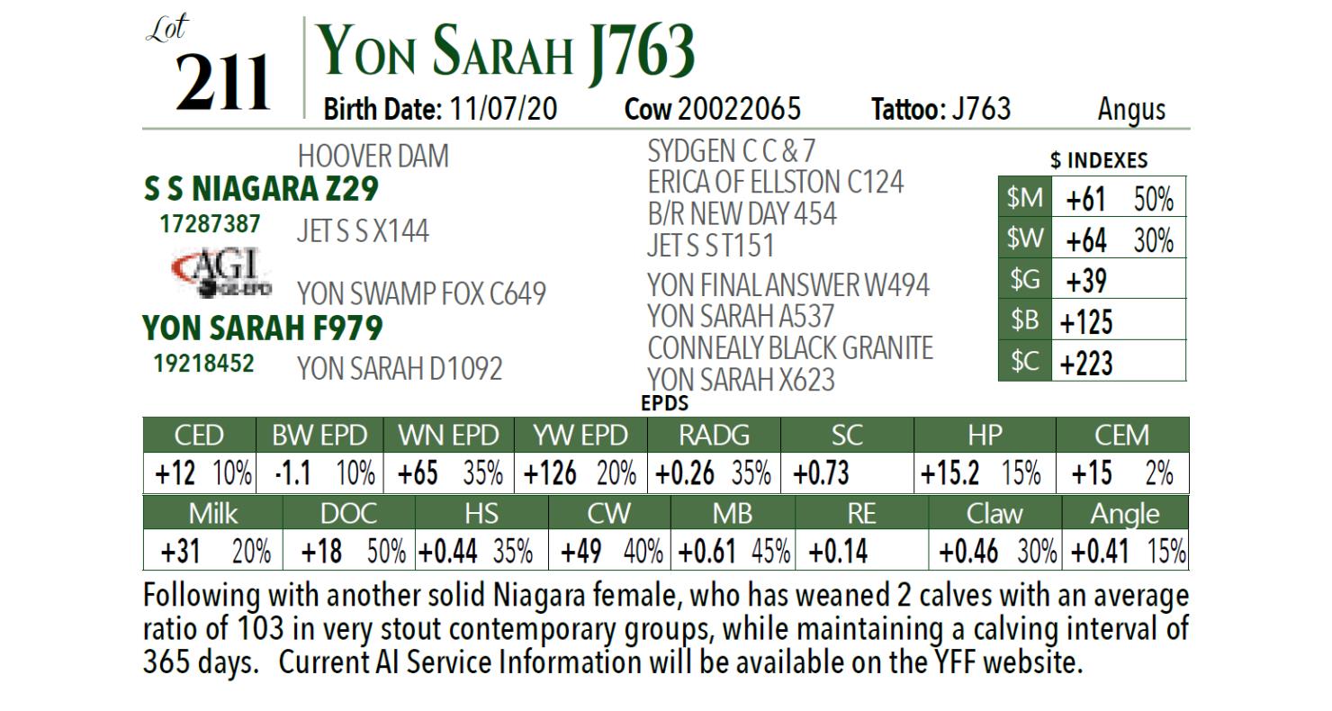 Lot 211: Yon Family Farms - Spring Bull Sale | DVAuction