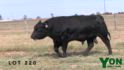 10/25/25 Yon Family Farms - Bull Sale Lots | DVAuction