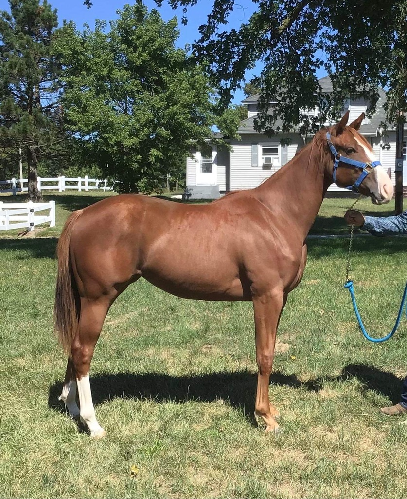 Lot 1 - Behold Her Legacy: Quarter Horse Racing Association of Indiana ...