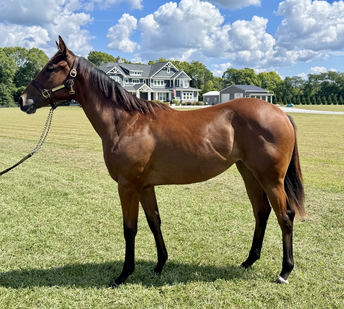 Lot 16 - HH Jess Being Crazy: Indiana Quarter Horse Racing - Yearling ...