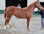 Lot 8 - LB Flying Tarzanito: Indiana Quarter Horse Racing - Yearling ...