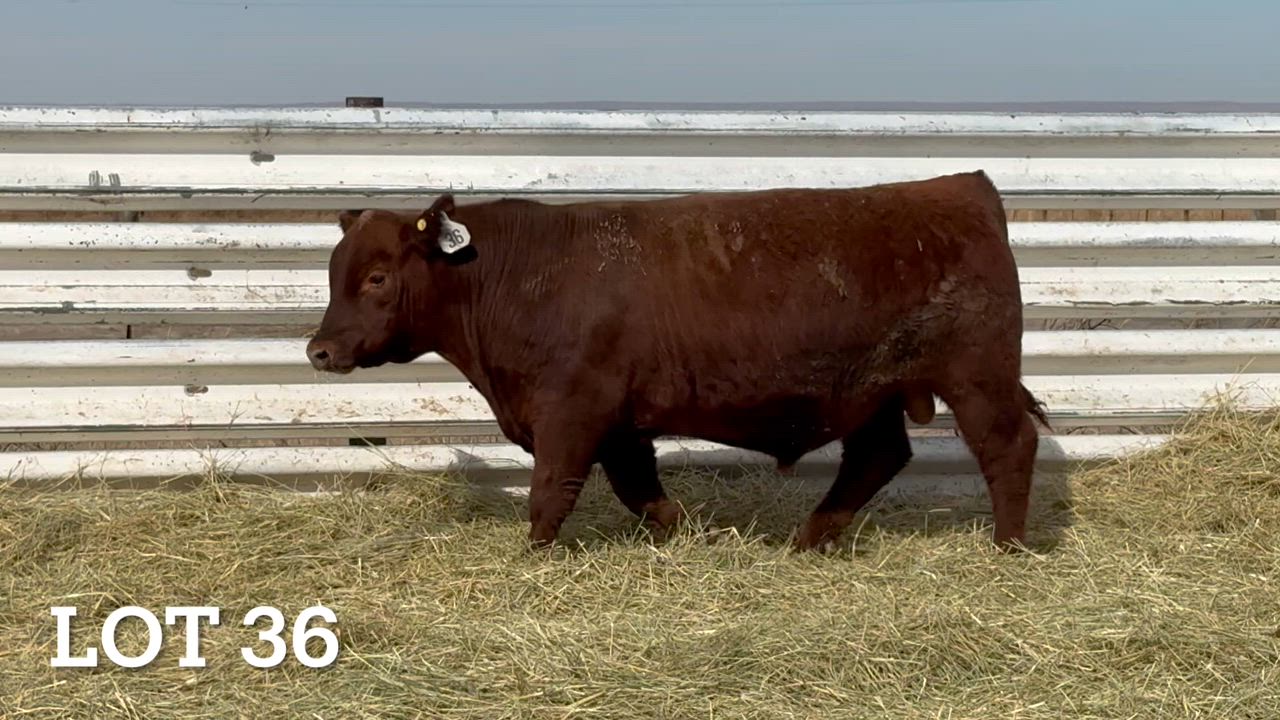 Lot 36: Rocking R Red Angus - Annual Bull Sale | DVAuction