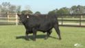 Lot 464: Circle F Farms - Annual Bull Sale | DVAuction