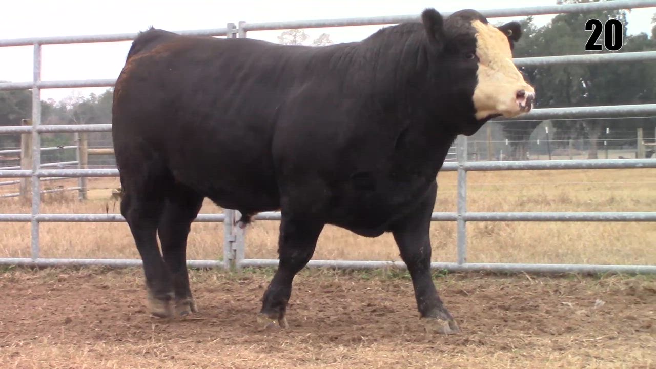 Lot 20: Florida Bull Test - 26th Annual Bull Sale | DVAuction