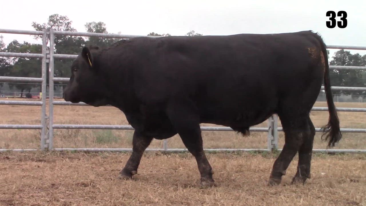 Lot 33: Florida Bull Test - 26th Annual Bull Sale | DVAuction