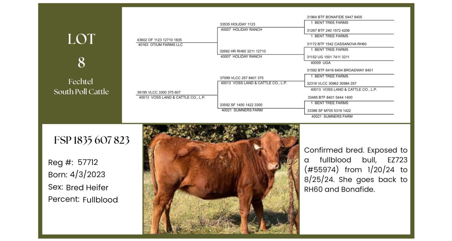 Lot 8: Missouri South Poll Cattle Association - Missouri South Poll ...