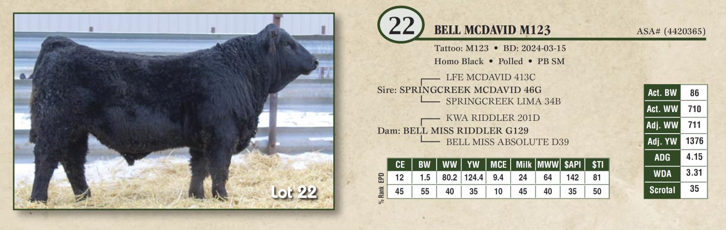 Lot 22: Bell Simmentals - Annual Simmental Bull & Female Sale | DVAuction