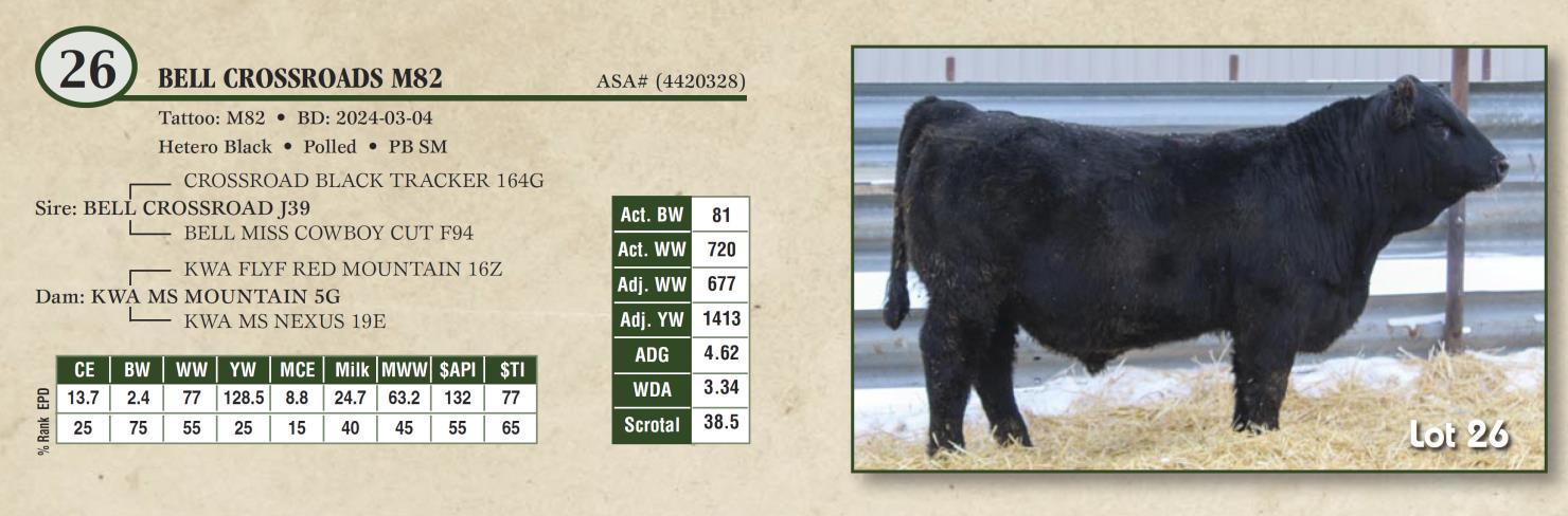 Lot 26: Bell Simmentals - Annual Simmental Bull & Female Sale | DVAuction