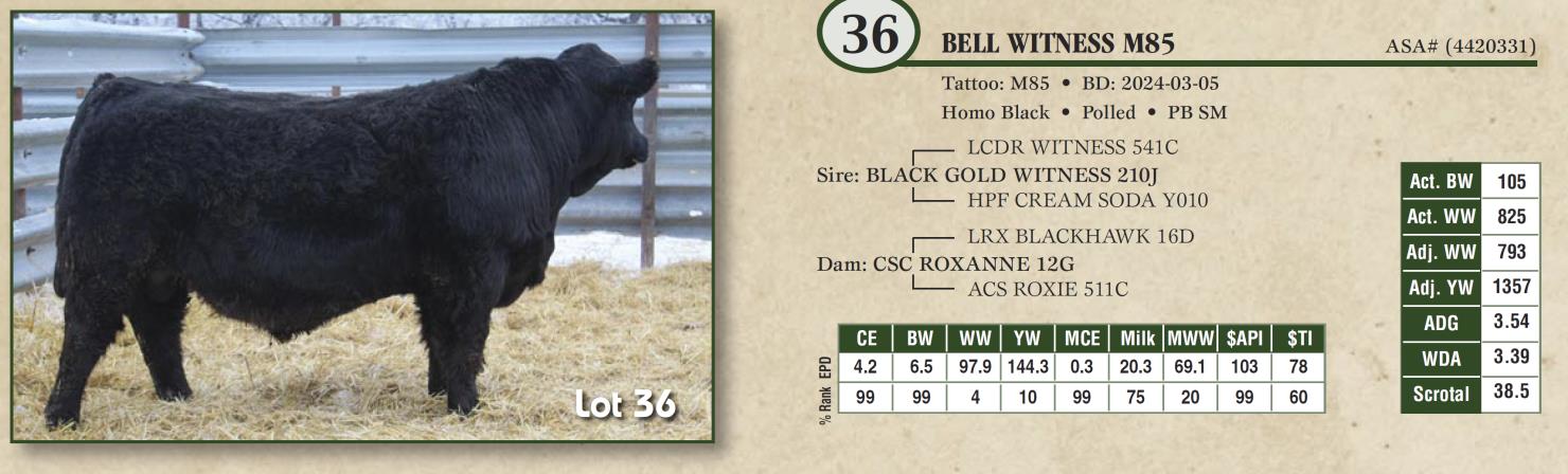 Lot 36: Bell Simmentals - Annual Simmental Bull & Female Sale | DVAuction