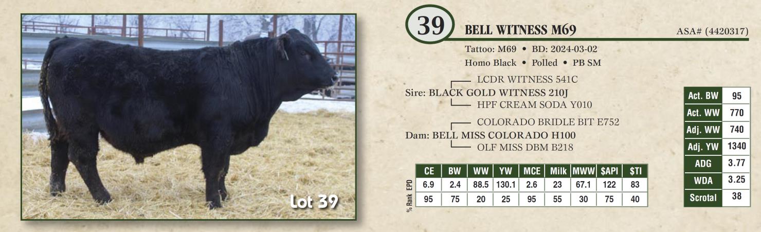 Lot 39: Bell Simmentals - Annual Simmental Bull & Female Sale | DVAuction