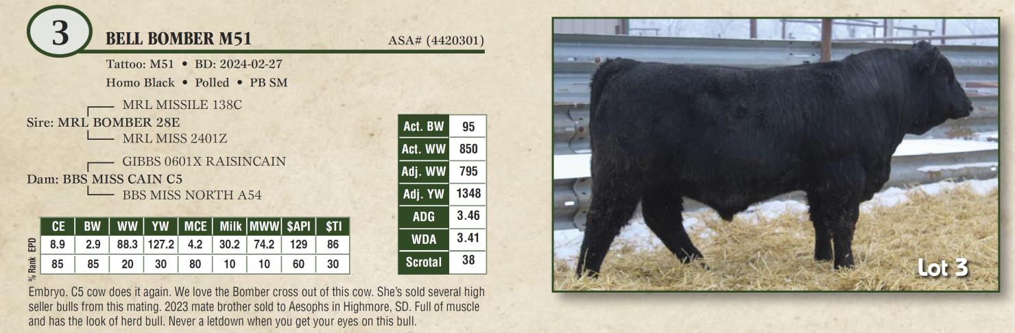 Lot 3: Bell Simmentals - Annual Simmental Bull & Female Sale | DVAuction