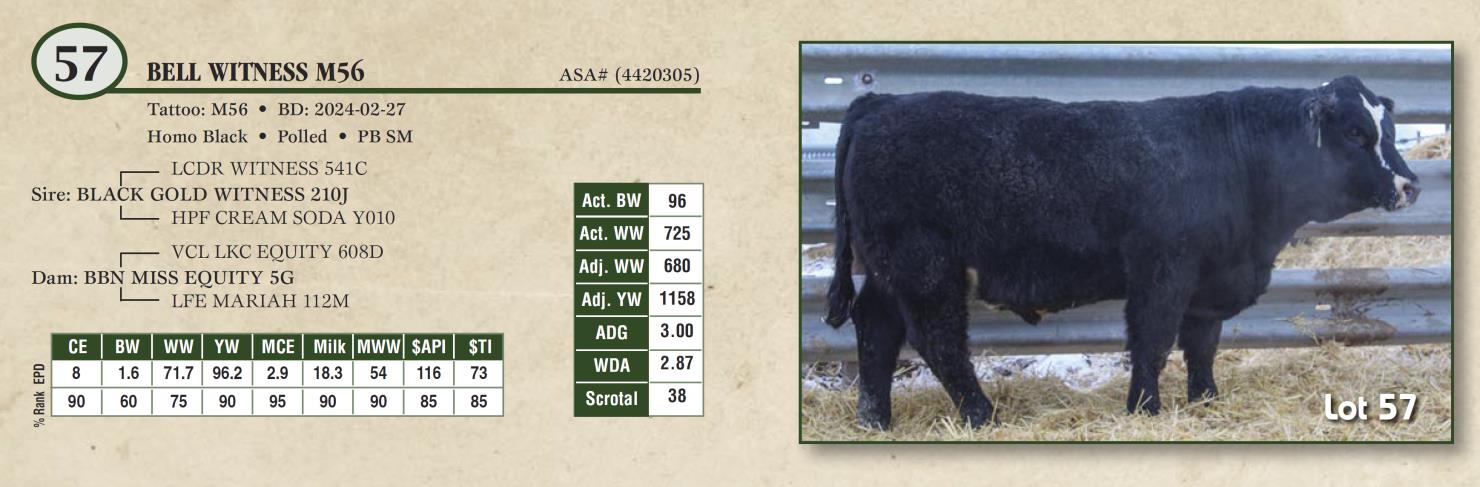 Lot 57: Bell Simmentals - Annual Simmental Bull & Female Sale | DVAuction