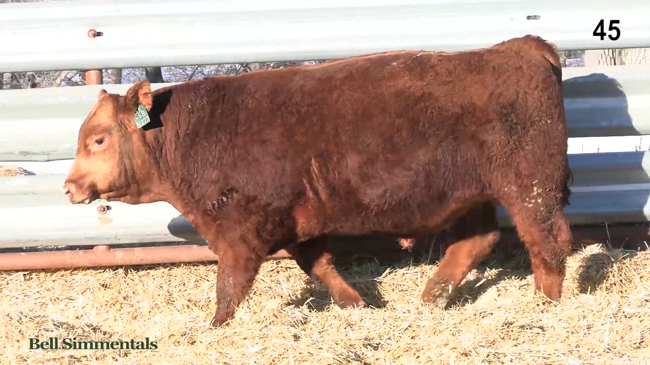 Lot 45: Bell Simmentals - Annual Simmental Bull & Female Sale | DVAuction