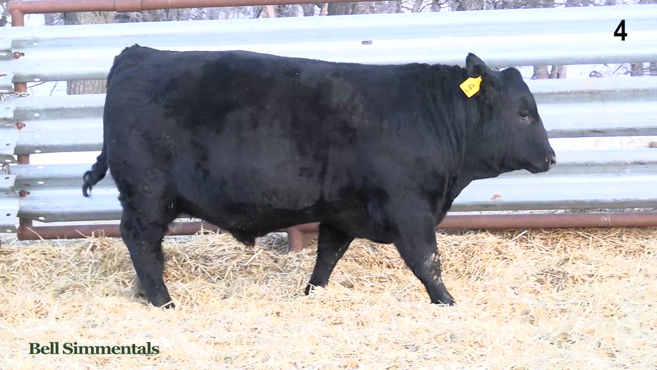 Lot 4: Bell Simmentals - Annual Simmental Bull & Female Sale | DVAuction