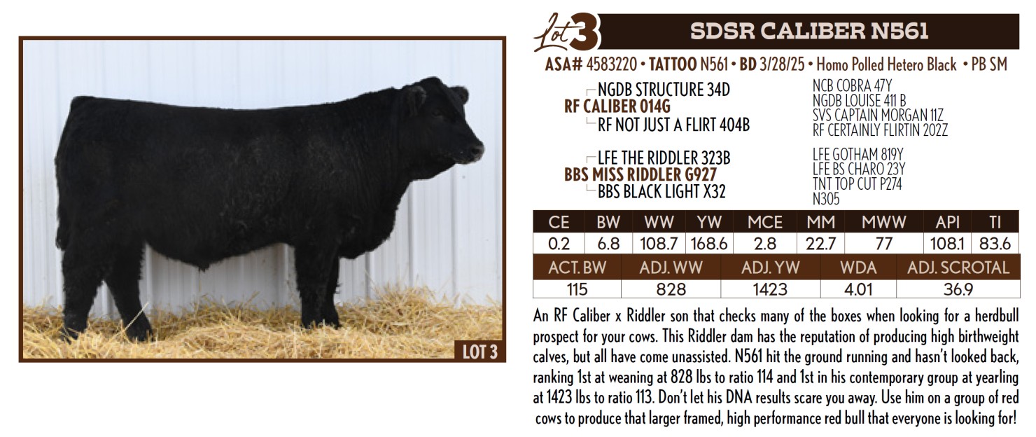 Lot 3: Silver Dollar Simmentals - Annual Simmental Bull Sale with Guest ...