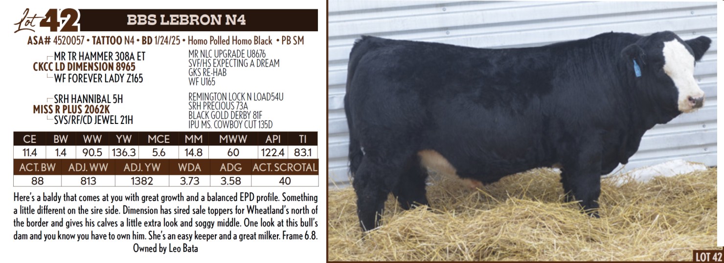 Lot 42: Silver Dollar Simmentals - Annual Simmental Bull Sale with ...
