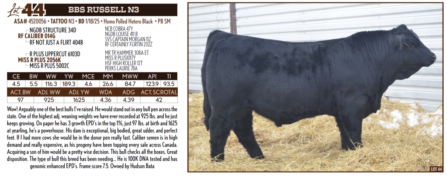 Lot 44: Silver Dollar Simmentals - Annual Simmental Bull Sale with ...