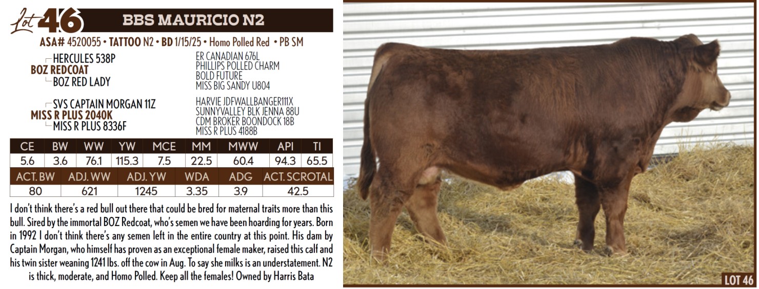 Lot 46: Silver Dollar Simmentals - Annual Simmental Bull Sale with ...