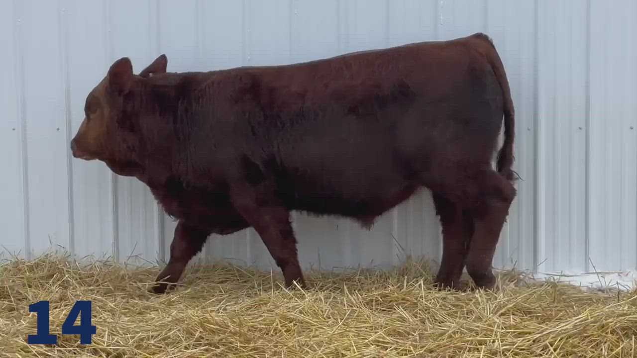 Lot 14: Silver Dollar Simmentals - Annual Simmental Bull Sale with ...