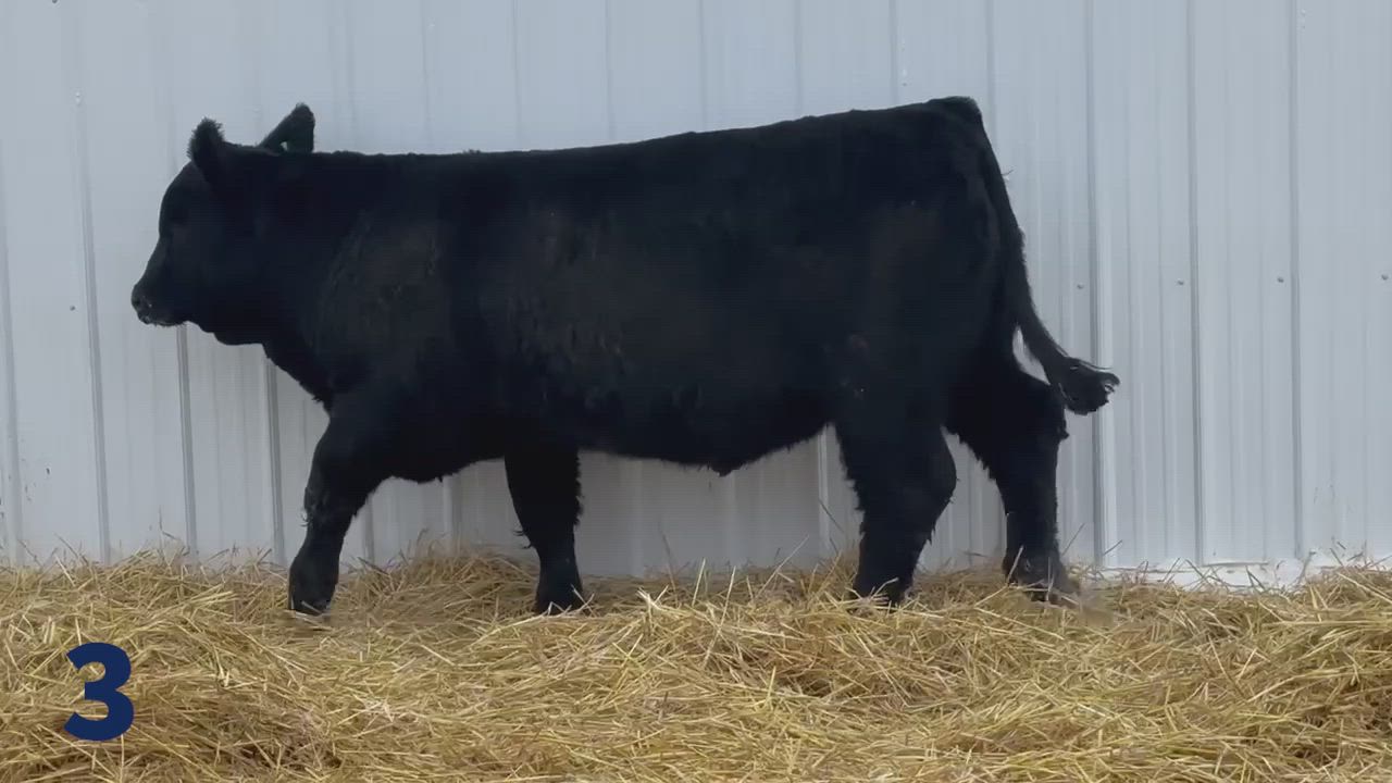 Lot 3: Silver Dollar Simmentals - Annual Simmental Bull Sale with Guest ...