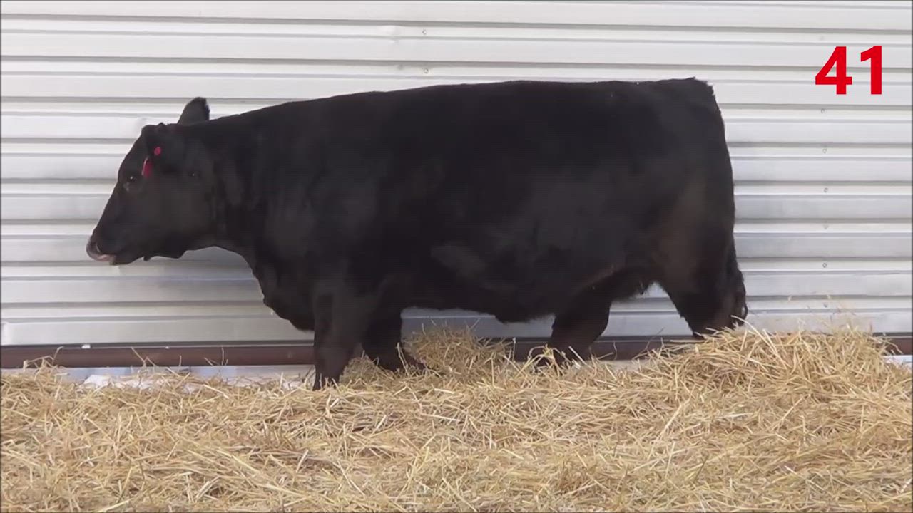 Lot 41: Silver Dollar Simmentals - Annual Simmental Bull Sale with ...
