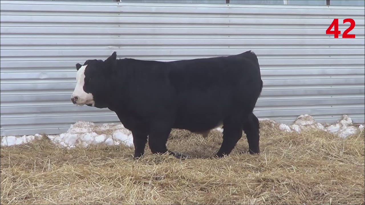 Lot 42: Silver Dollar Simmentals - Annual Simmental Bull Sale with ...