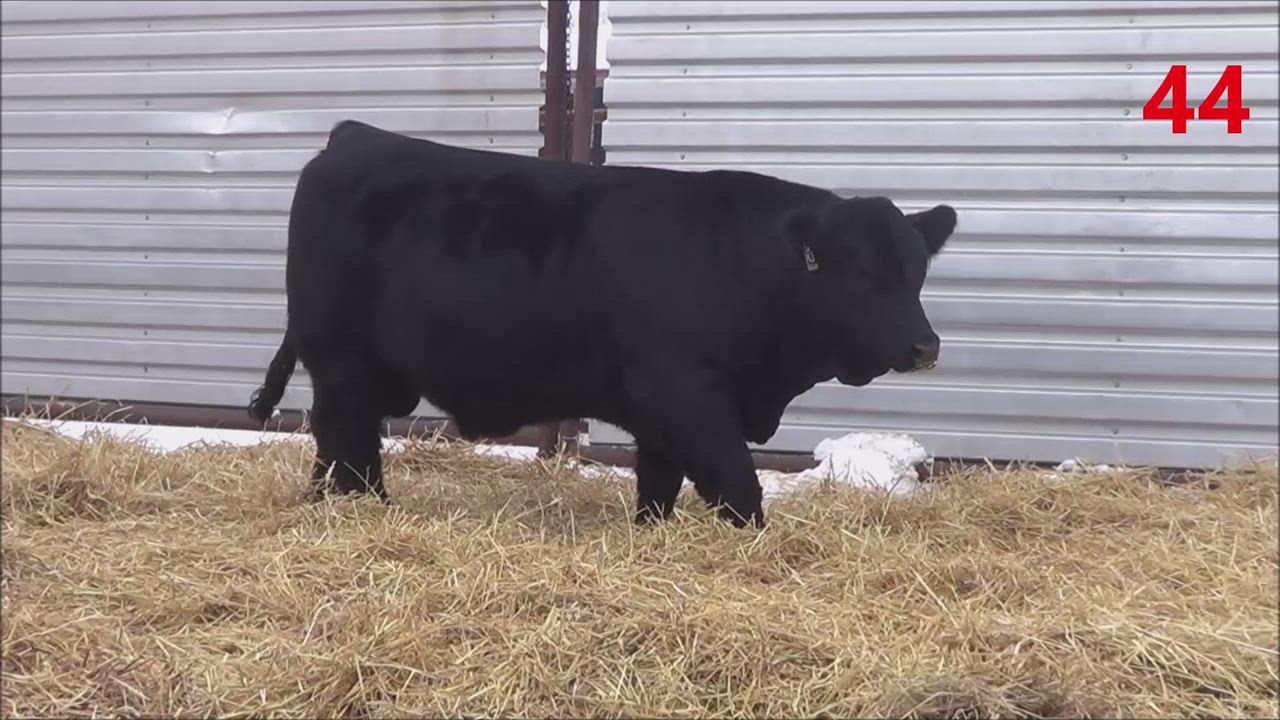 Lot 44: Silver Dollar Simmentals - Annual Simmental Bull Sale with ...