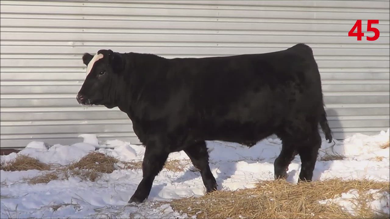 Lot 45: Silver Dollar Simmentals - Annual Simmental Bull Sale with ...