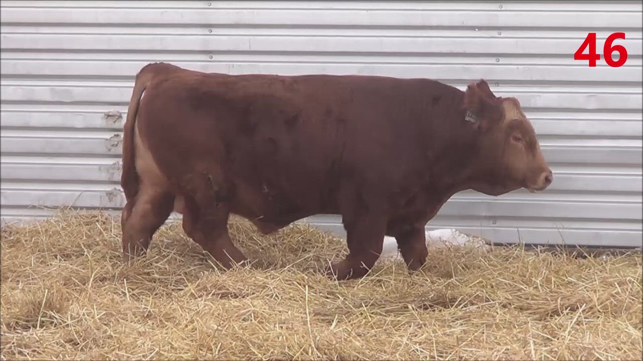 Lot 46: Silver Dollar Simmentals - Annual Simmental Bull Sale with ...