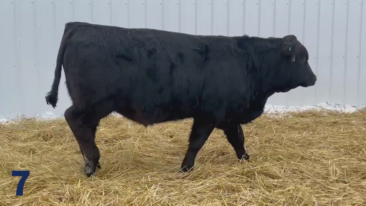 Lot 7: Silver Dollar Simmentals - Annual Simmental Bull Sale with Guest ...
