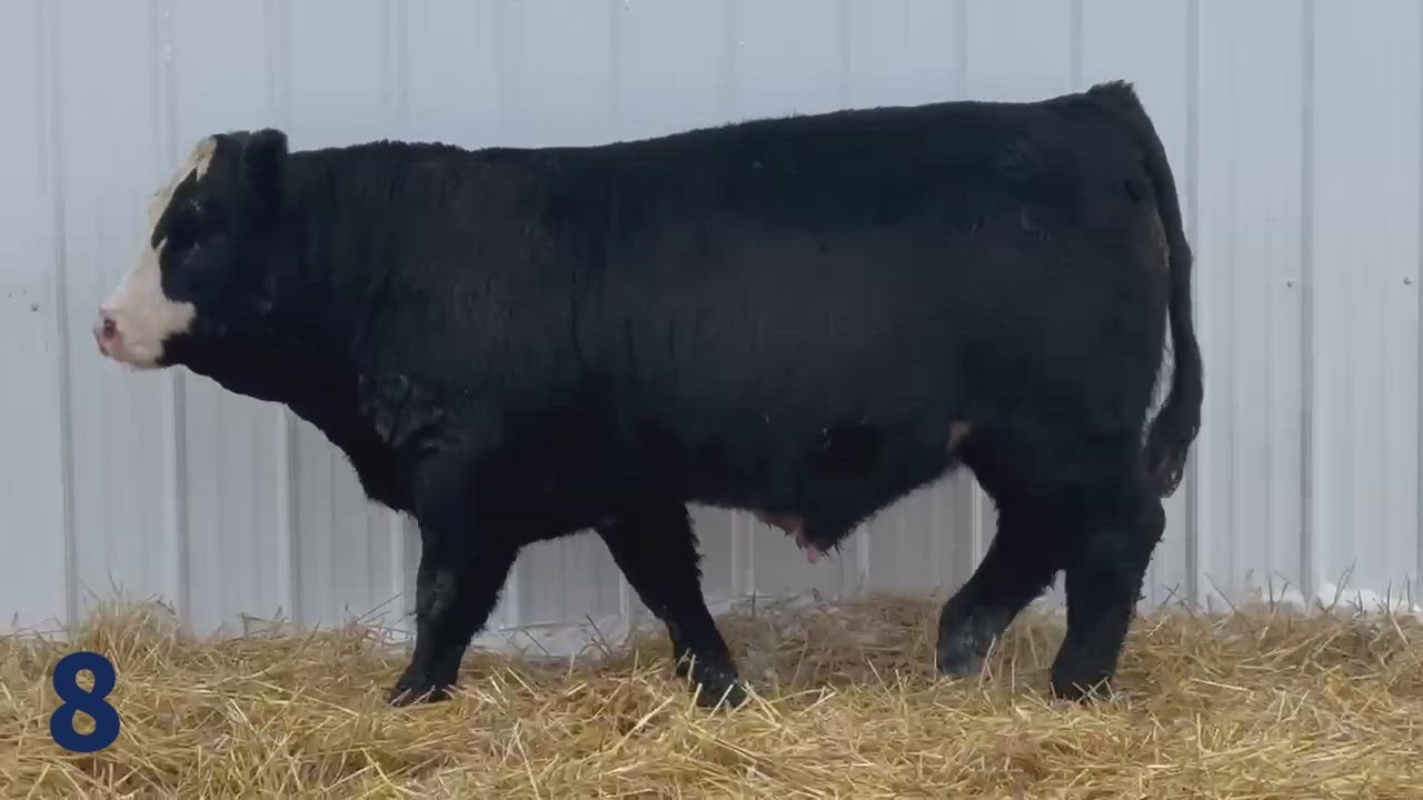 Lot 8: Silver Dollar Simmentals - Annual Simmental Bull Sale with Guest ...