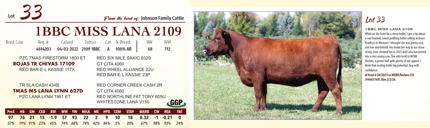 Lot 33: Females of Fall - Red Angus Sale | DVAuction